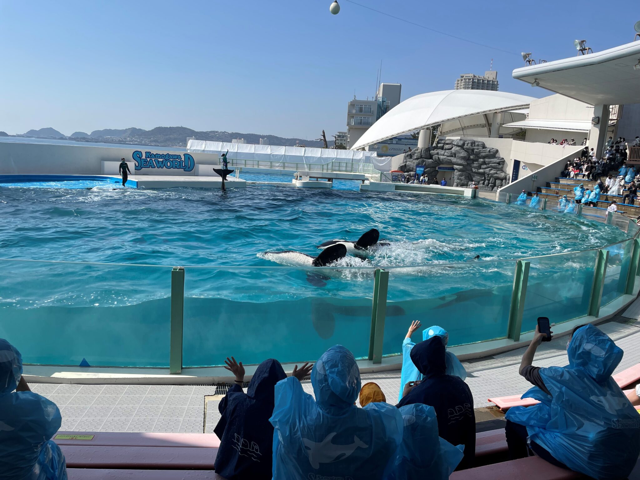 【図解】鴨川シーワールド4頭のシャチの名前と性格・見分け方完全解説！ショーについても徹底紹介！ | rashiku like