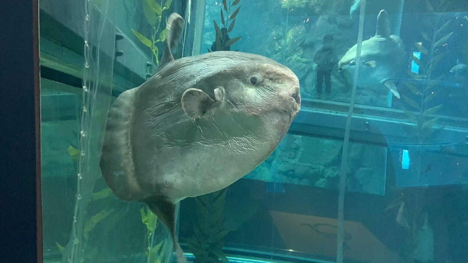 海遊館の所要時間の目安やより楽しむ方法を5つ紹介！ | rashiku like