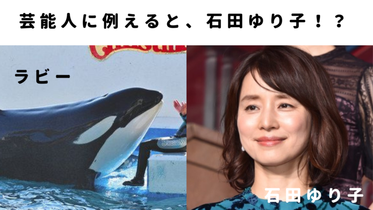 【図解】鴨川シーワールド4頭のシャチの名前と性格・見分け方完全解説！ショーについても徹底紹介！ | rashiku like