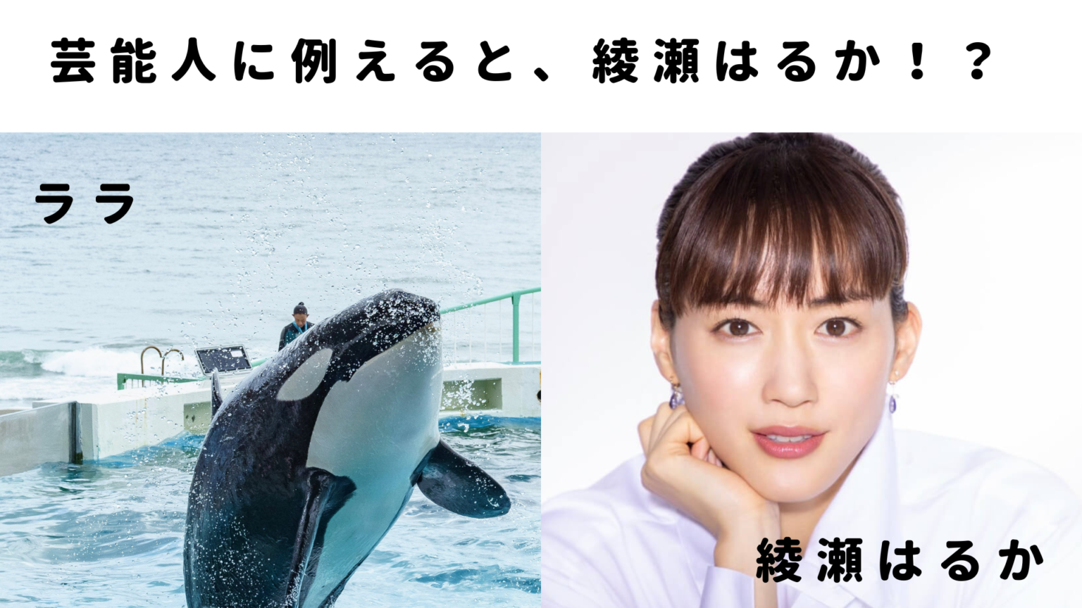 【図解】鴨川シーワールド4頭のシャチの名前と性格・見分け方完全解説！ショーについても徹底紹介！ | rashiku like
