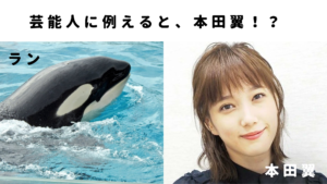【図解】鴨川シーワールド4頭のシャチの名前と性格・見分け方完全解説！ショーについても徹底紹介！ | rashiku like