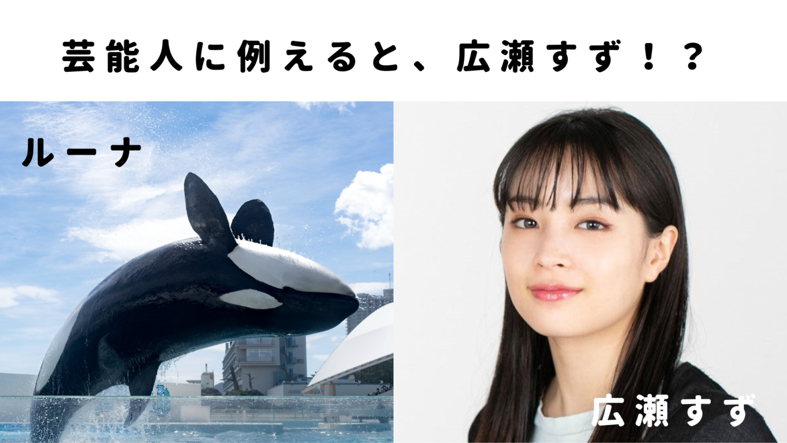 【図解】鴨川シーワールド4頭のシャチの名前と性格・見分け方完全解説！ショーについても徹底紹介！ | rashiku like