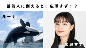 【図解】鴨川シーワールド4頭のシャチの名前と性格・見分け方完全解説！ショーについても徹底紹介！ | rashiku like