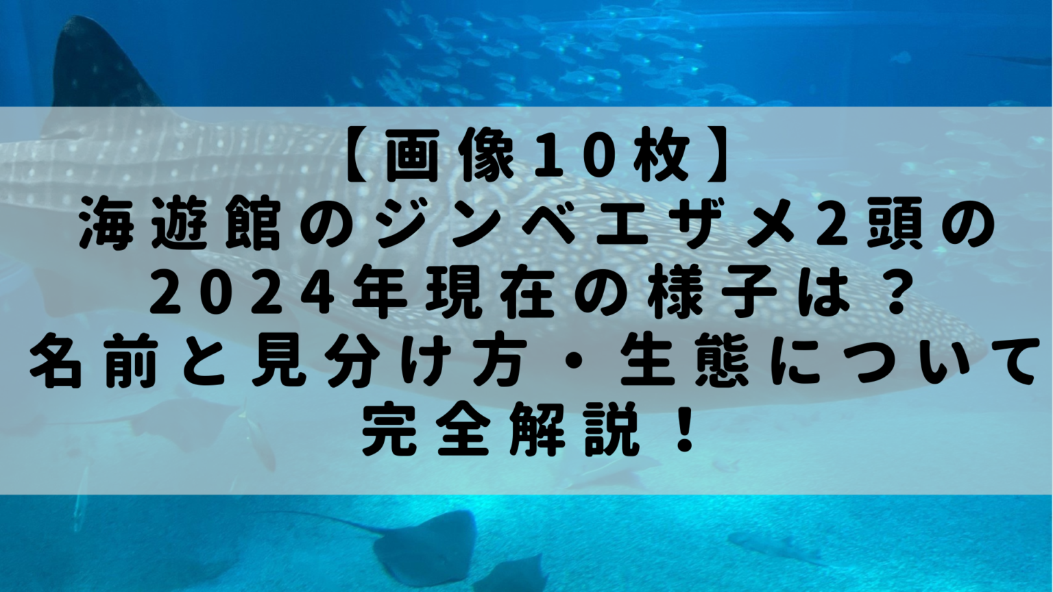 【画像10枚】海遊館のジンベエザメ2頭の2024年現在の様子は？名前と見分け方・生態について完全解説！ | rashiku like